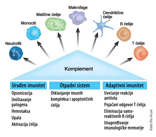 Kako funkcioniše naš imunološki sistem? – Moj imunitet